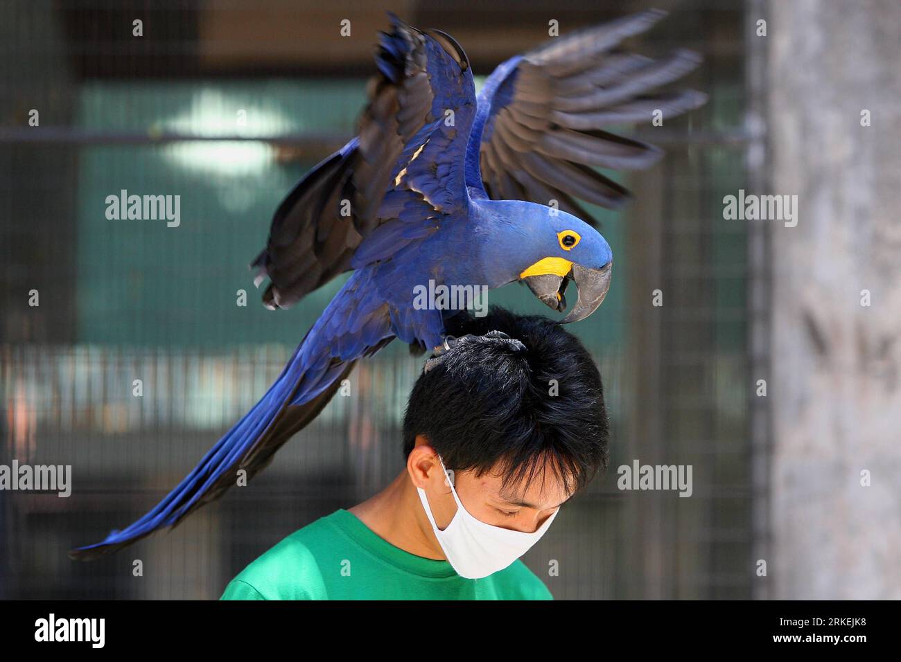 Macaw breeding center hi-res stock photography and images - Alamy