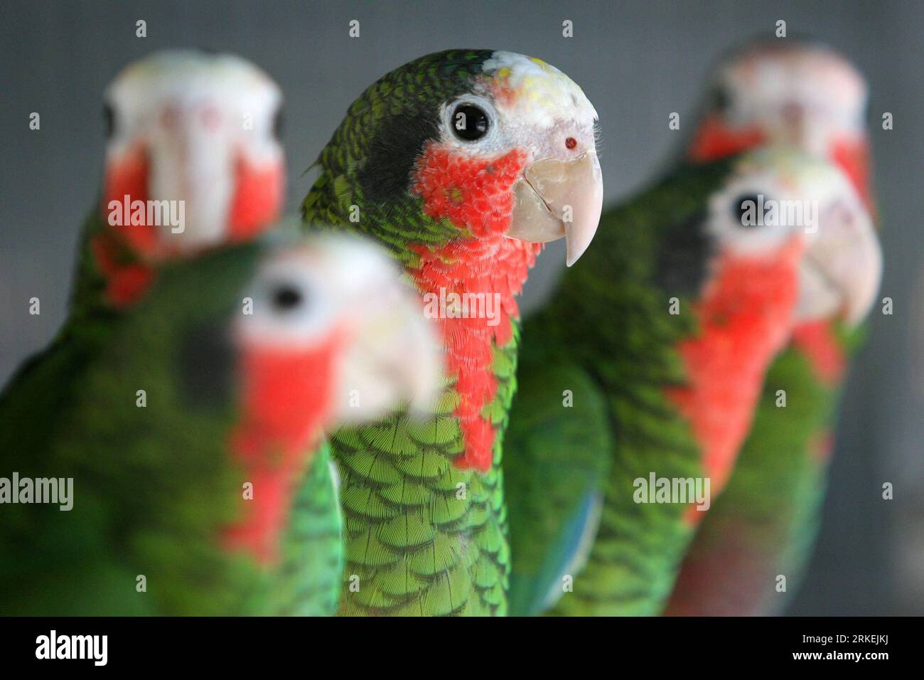 Bildnummer: 55265046 Datum: 15.04.2011 Copyright: imago/Xinhua (110415 ...