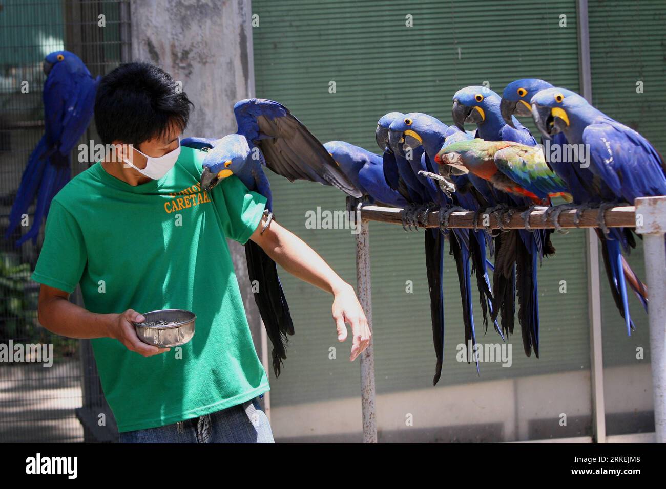 Macaw breeding center hi-res stock photography and images - Alamy