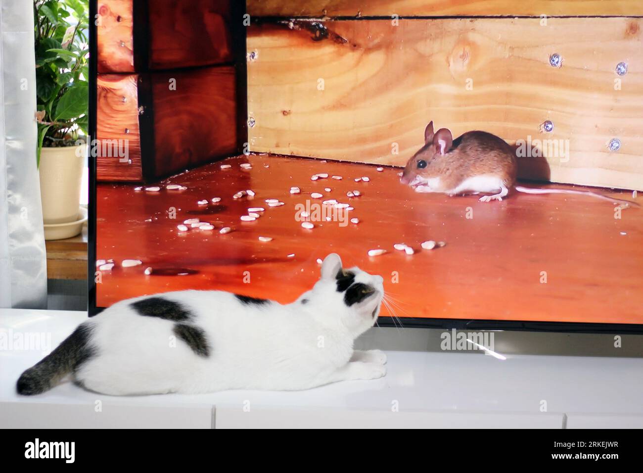 Cute Japanese Bobtail cat watching TV with mice Stock Photo - Alamy