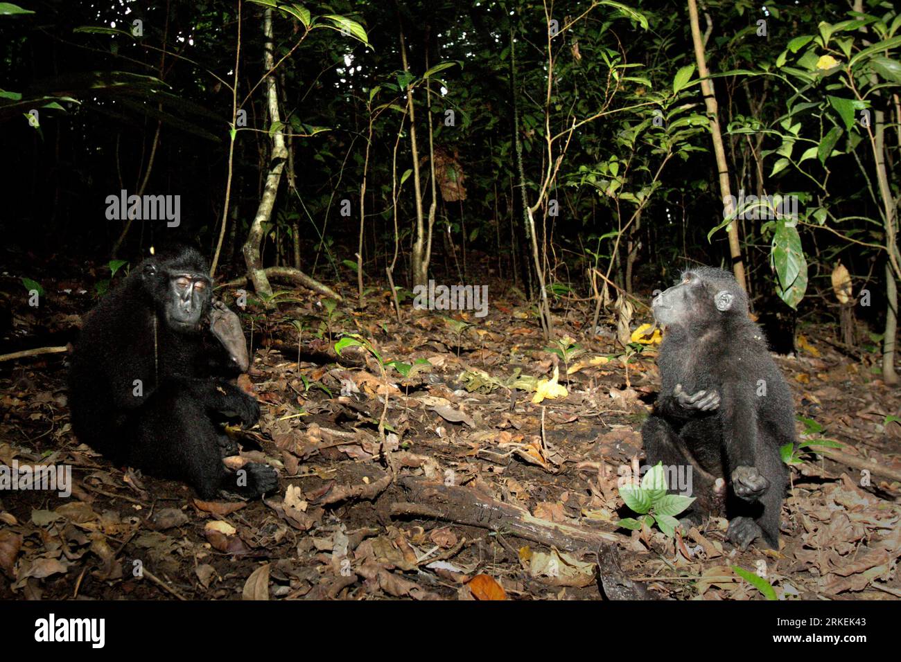 Crested macaques (Macaca nigra) sit on the ground as they are pausing ...