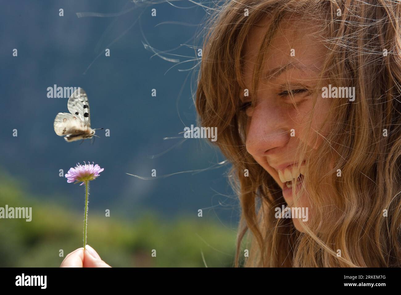 BUTTERFLY, APOLLO OR MOUNTAIN APOLLO (PARNASSIUS APOLLO) THE APOLLO IS ...