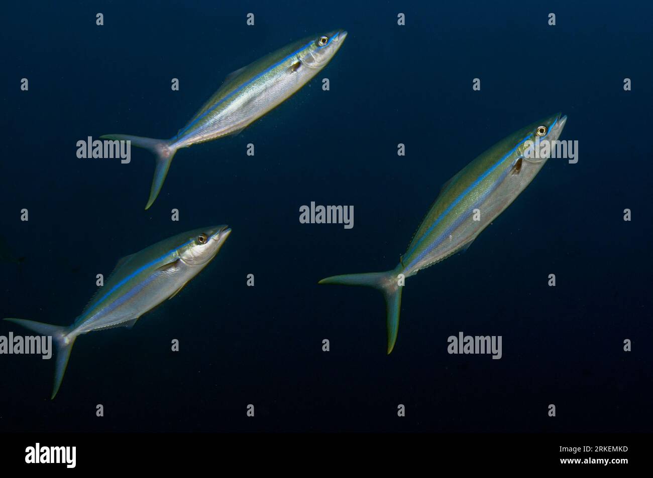 Trio of Rainbow Runners, Elagatis bipinnulatus, Batu Kapal dive site ...