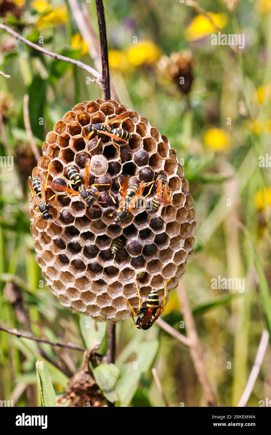 Bees active hi-res stock photography and images - Alamy