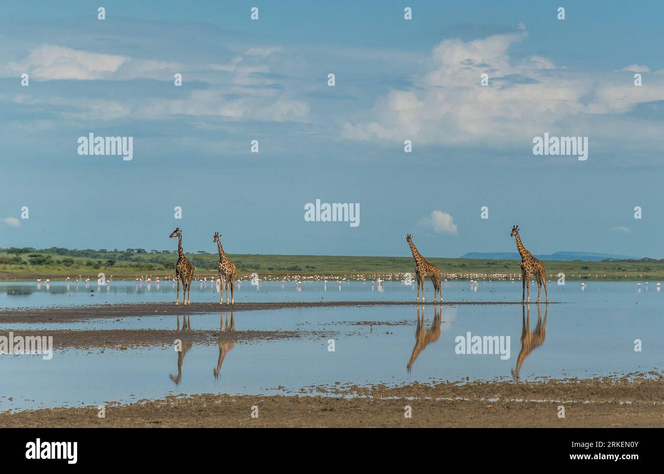 Giraffes wading in the shallow waters of Lake Ndutu. Ndutu, Tanzania ...