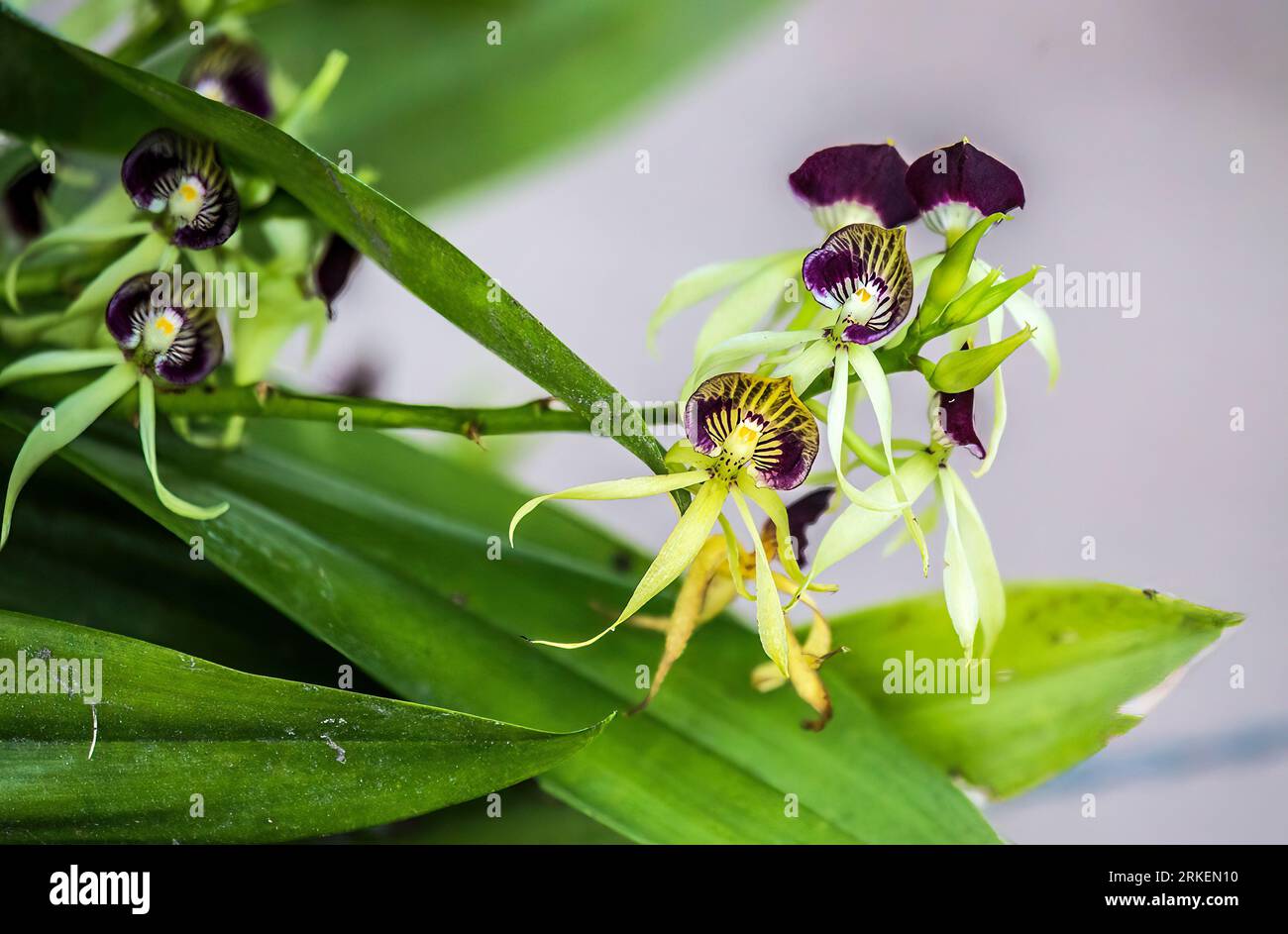Scotland halfmoon hi-res stock photography and images - Alamy