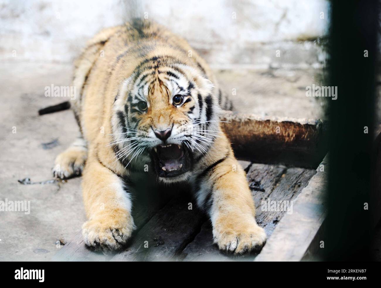 Bildnummer: 55279749 Datum: 21.04.2011 Copyright: imago/Xinhua (110421 ...