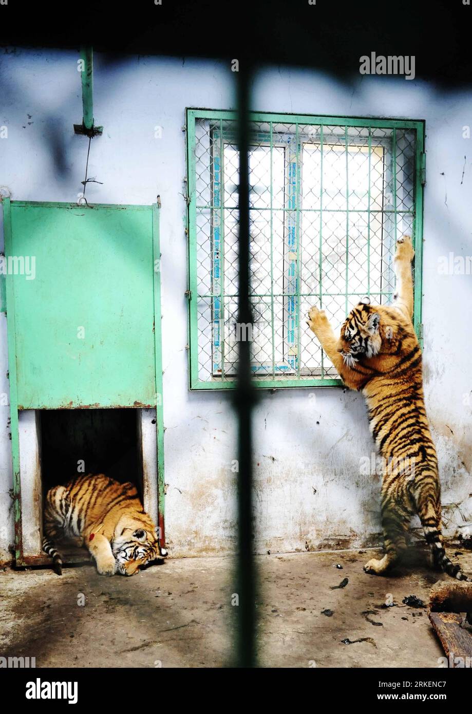 Bildnummer: 55279746 Datum: 21.04.2011 Copyright: imago/Xinhua (110421 ...