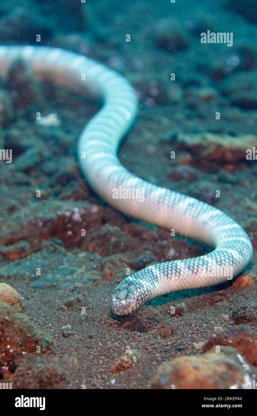 Chinese Sea Snake, Laticauda semifasciata, approaching time to moult ...