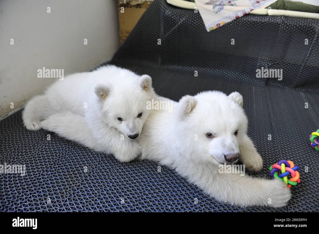 Dalian zoo hi-res stock photography and images - Alamy