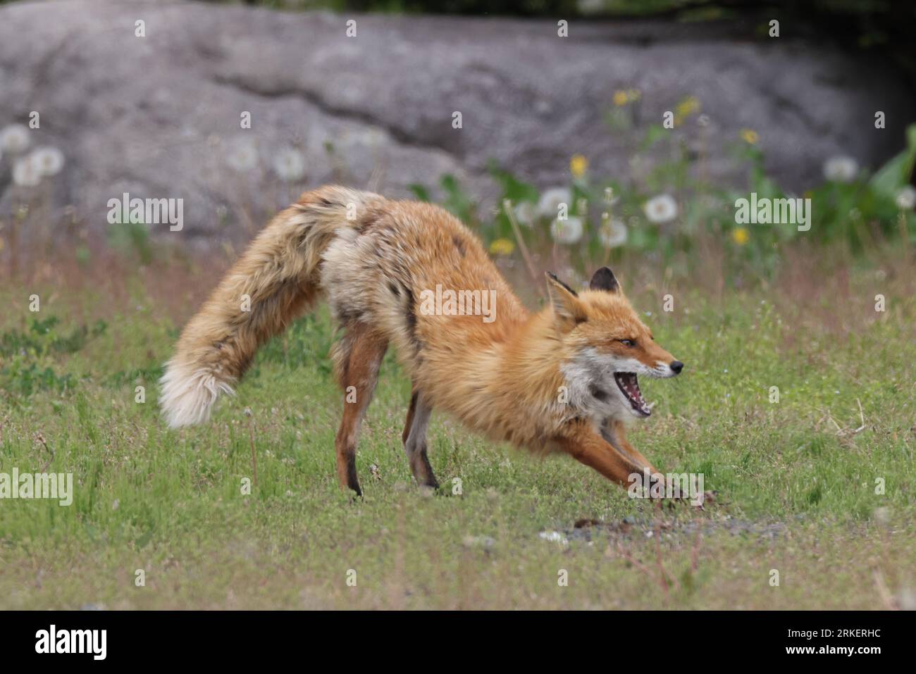 Ezo Red Fox with cubs Hokkaido, Japan Stock Photo - Alamy