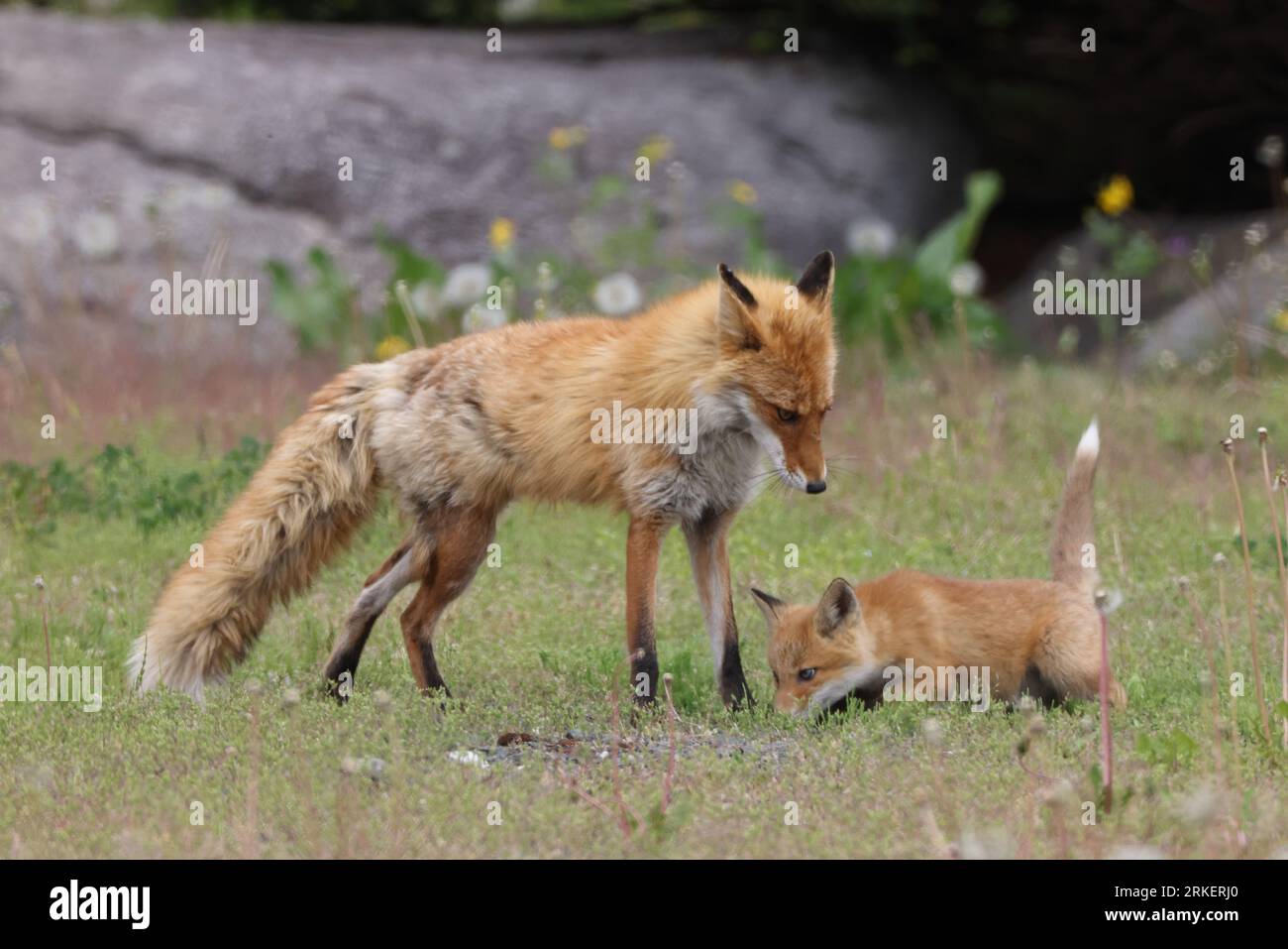 Ezo red foxes hi-res stock photography and images - Alamy