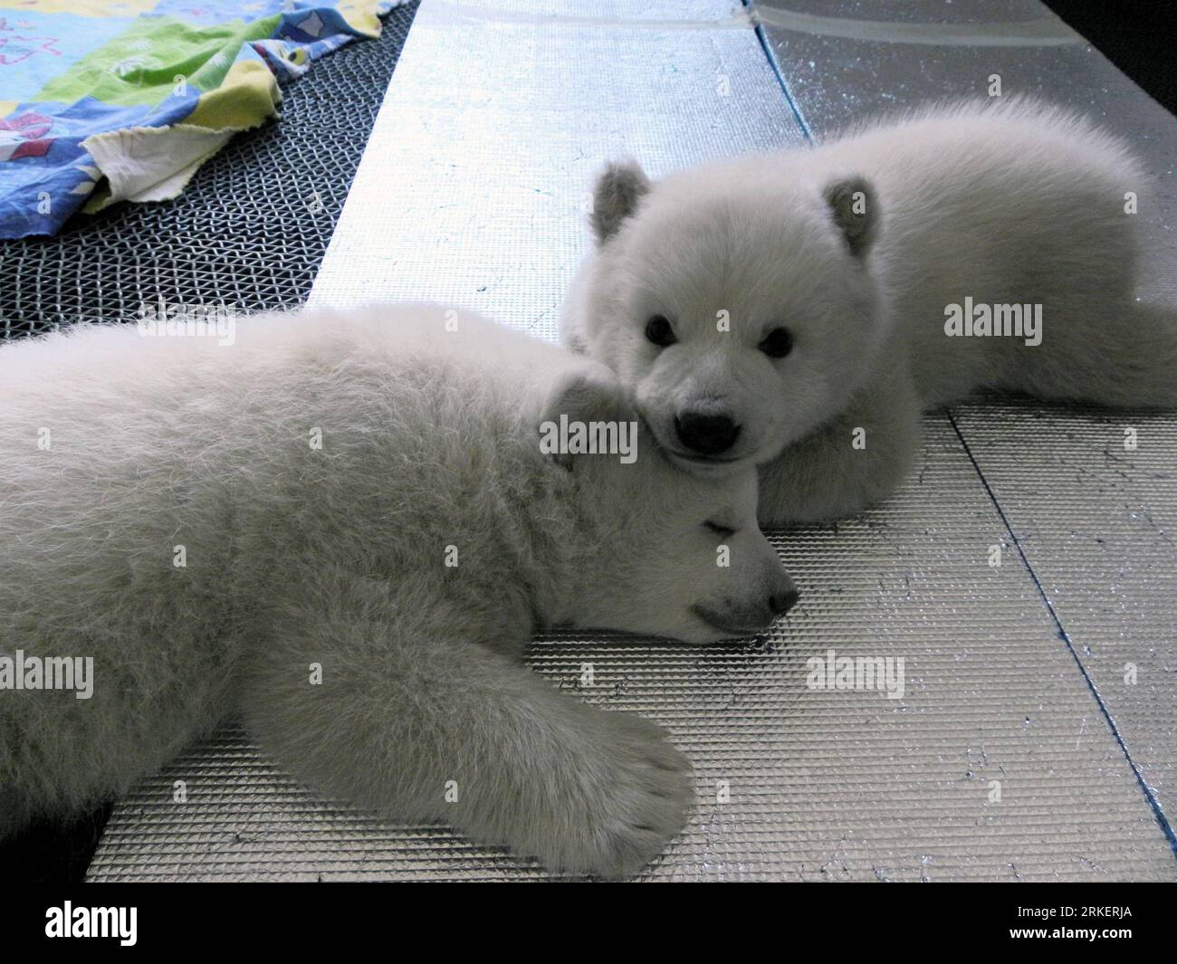 Dalian zoo hi-res stock photography and images - Alamy