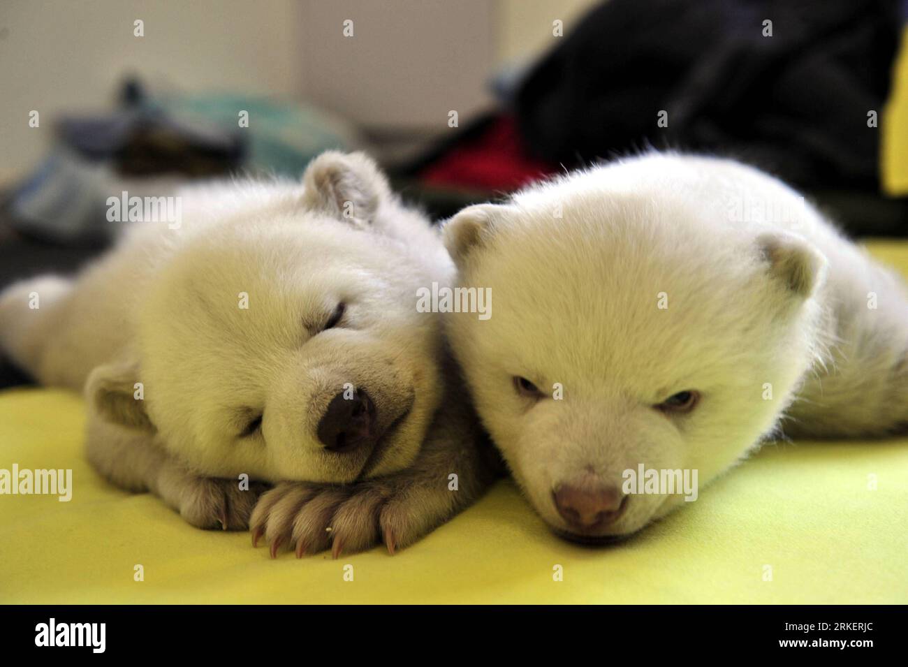 Dalian zoo hi-res stock photography and images - Alamy