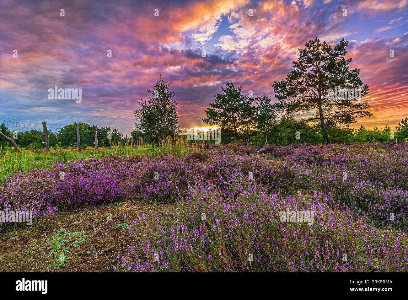 Heather flora landscape hi-res stock photography and images - Alamy