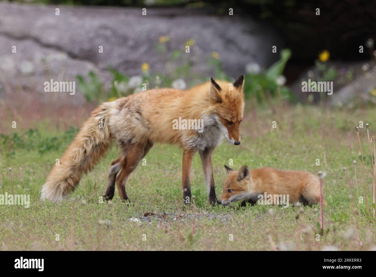Ezo red foxes hi-res stock photography and images - Alamy