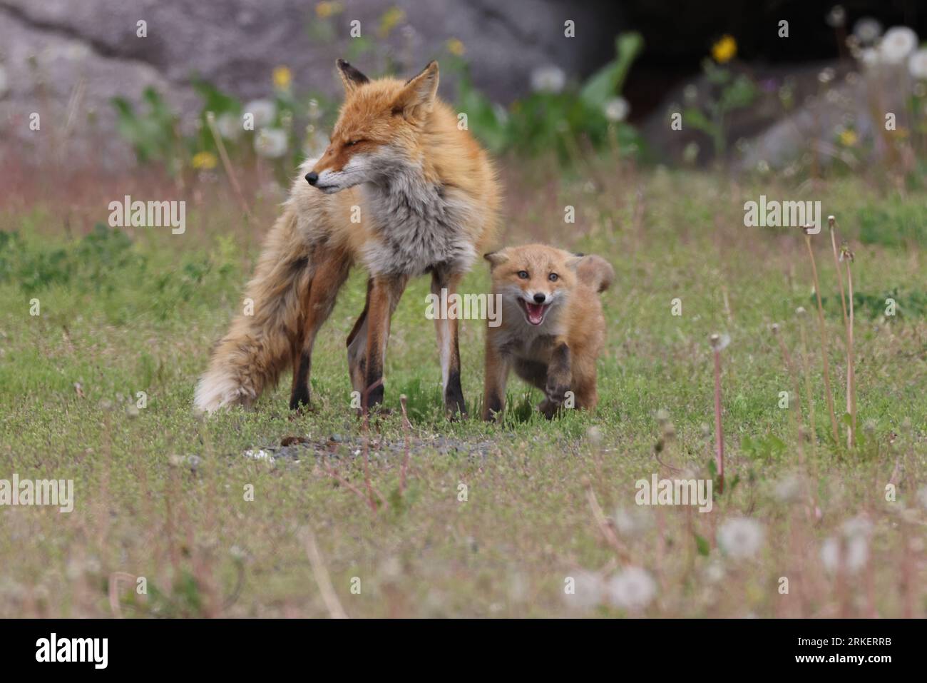 Ezo Red Fox with cubs Hokkaido, Japan Stock Photo - Alamy