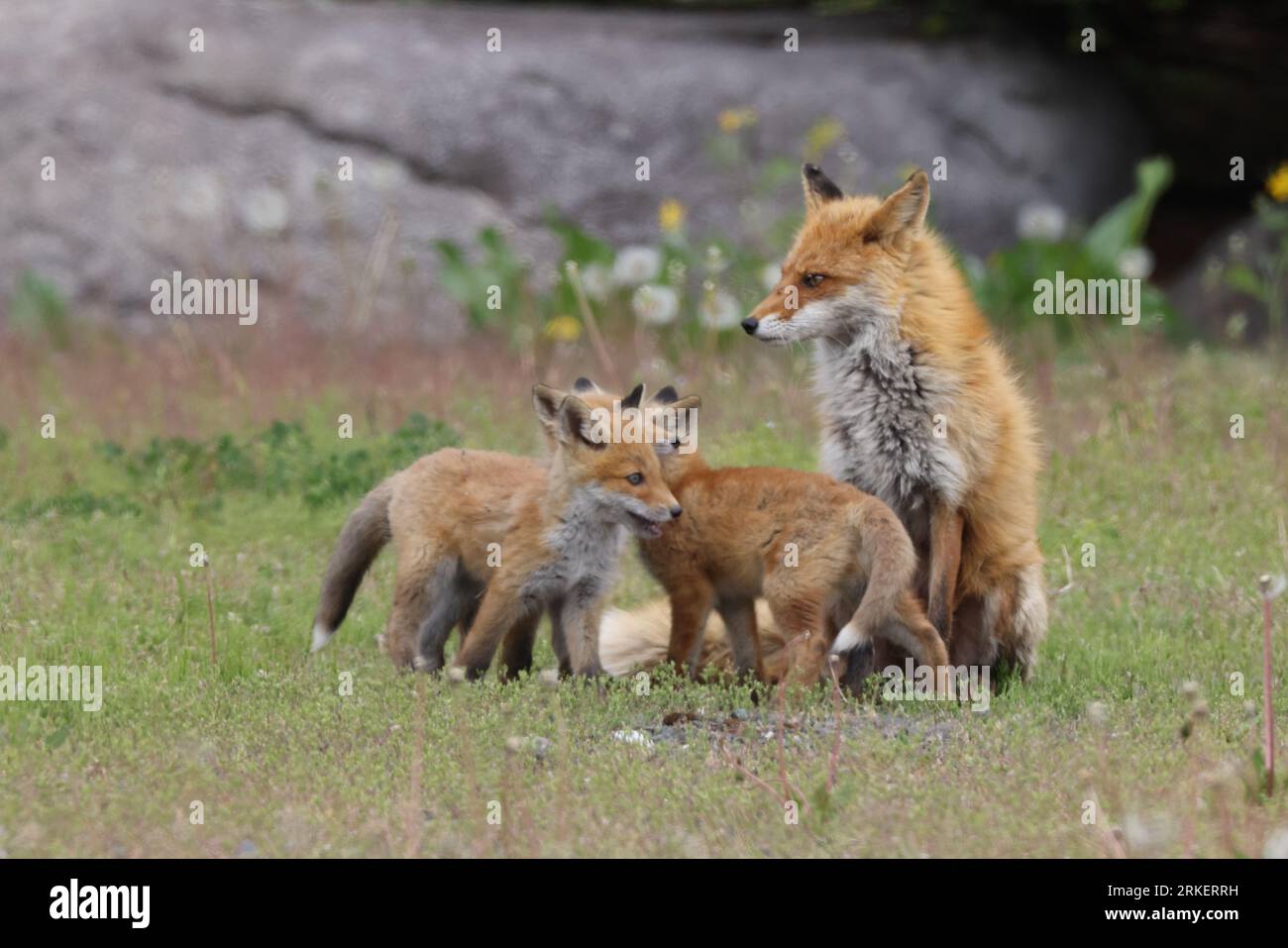 Ezo red foxes hi-res stock photography and images - Alamy