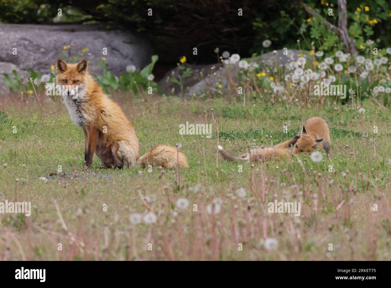 Ezo red foxes hi-res stock photography and images - Alamy