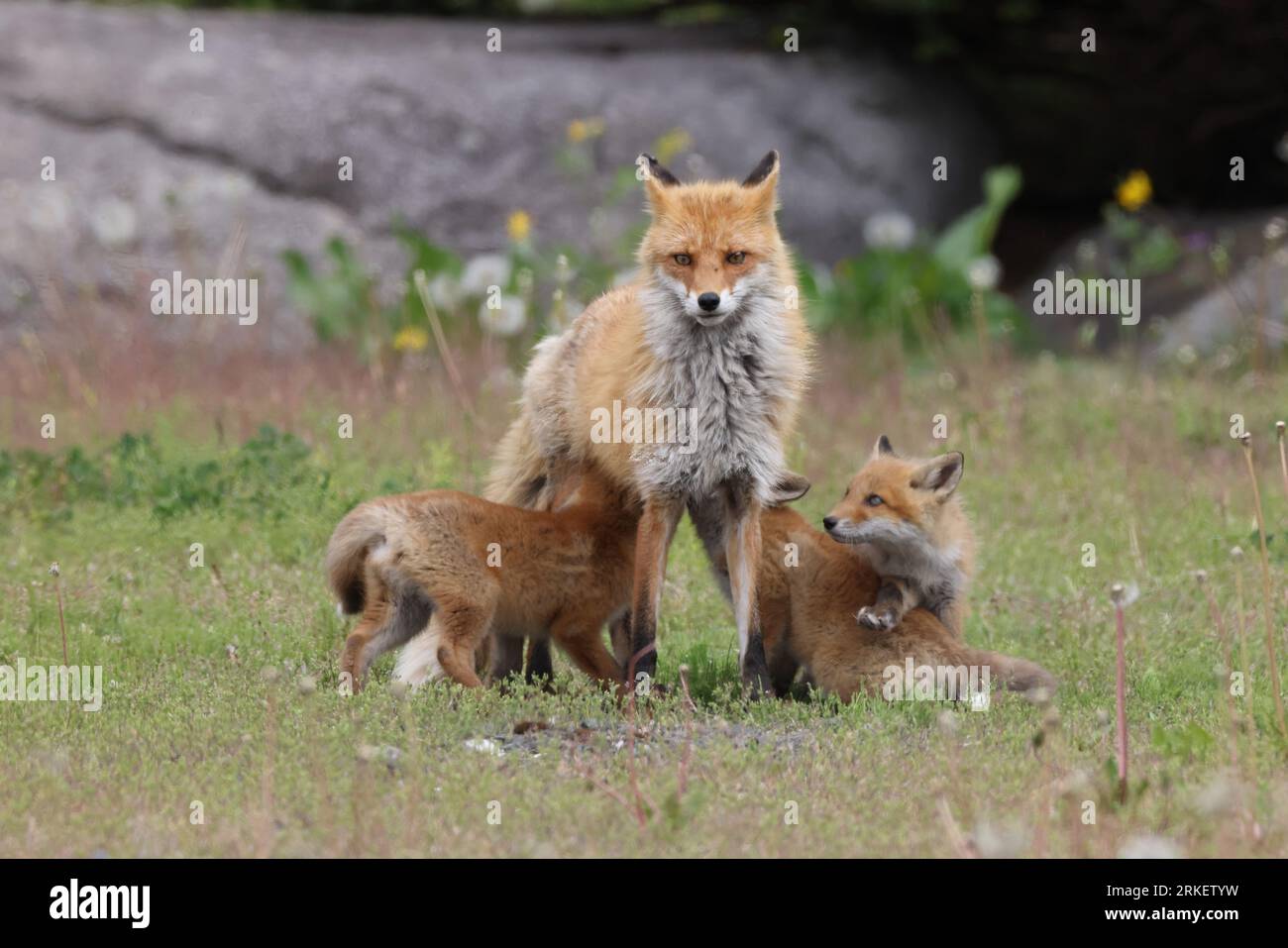 Ezo Red Fox with cubs Hokkaido, Japan Stock Photo - Alamy