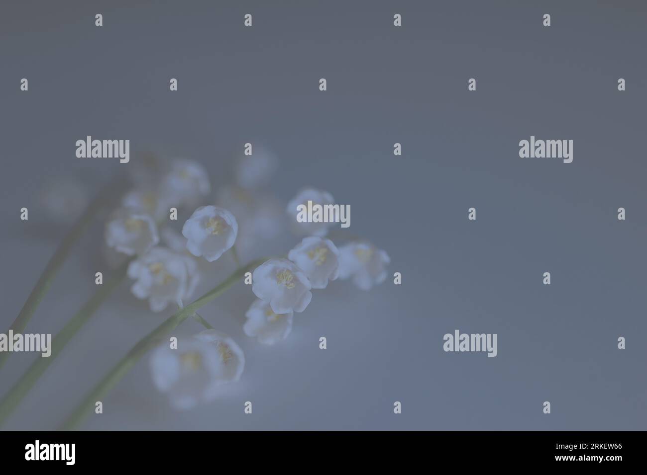 Sprigs of lily of the valley on the blue-gray pastel background ...