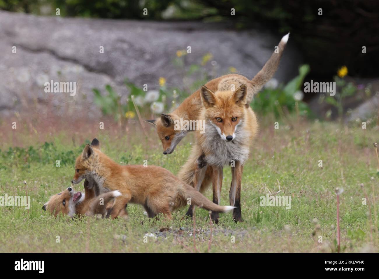 Ezo red foxes hi-res stock photography and images - Alamy