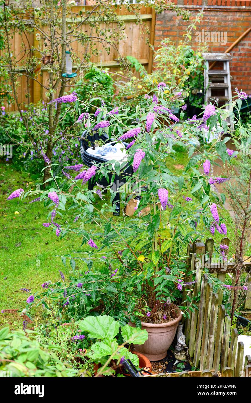 Buddleia Flower (Buddleja) in a Pot in back Garden Cotswolds ...