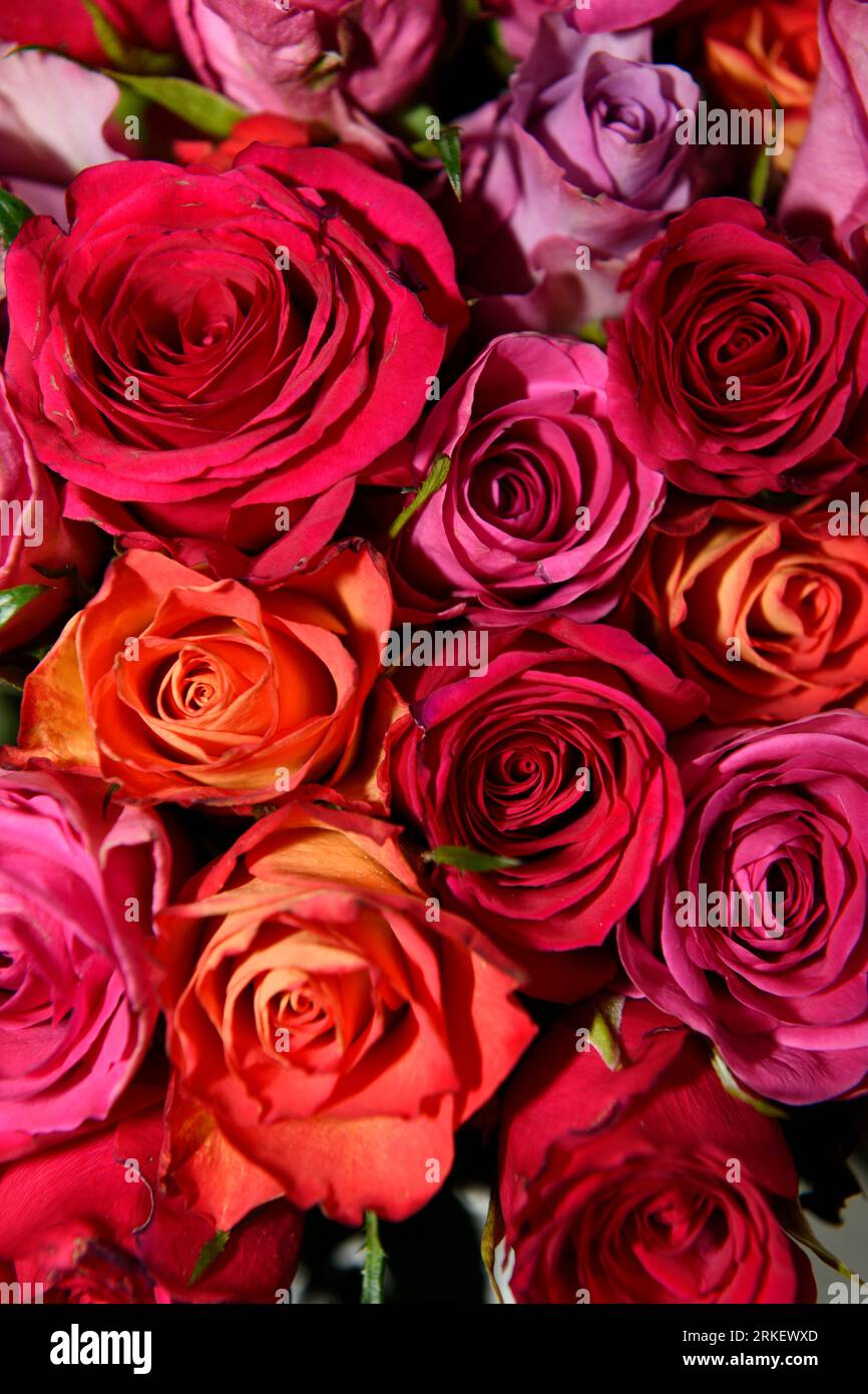 Red Roses (Rosa) in an English Cotswold House Hook Norton Oxfordshire ...