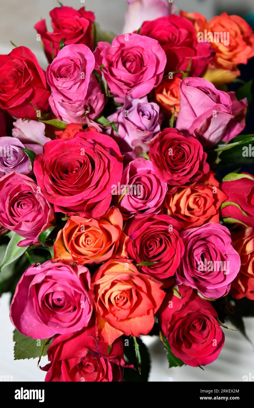 Red Roses (Rosa) in an English Cotswold House Hook Norton Oxfordshire ...