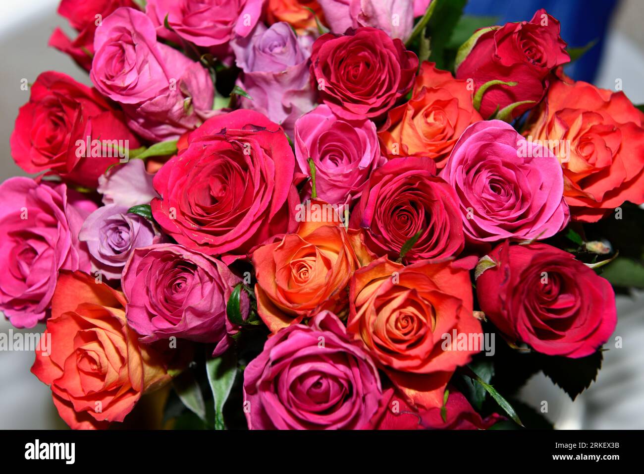 Red Roses (Rosa) in an English Cotswold House Hook Norton Oxfordshire ...