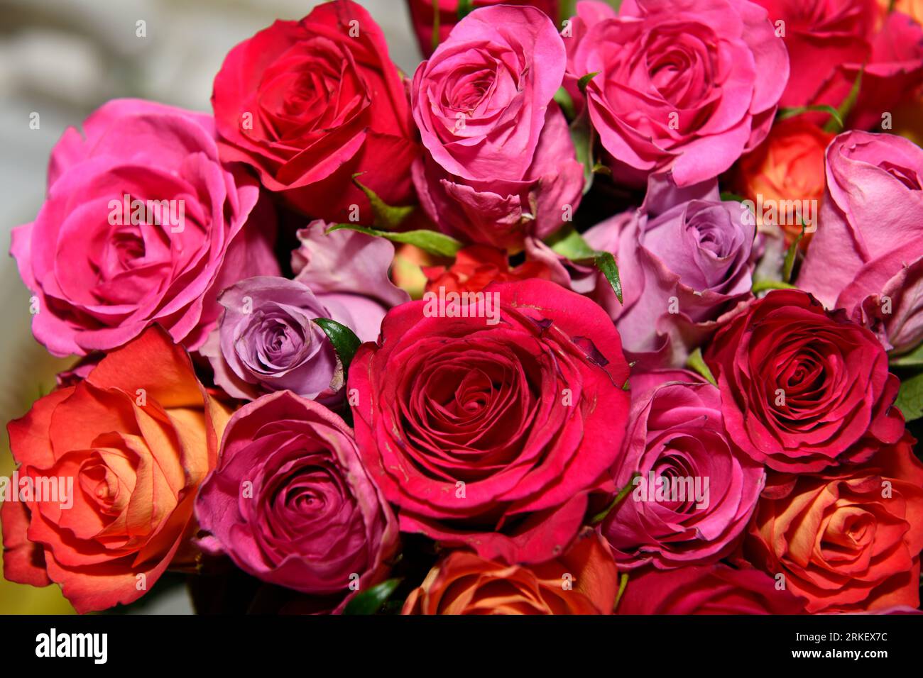 Red Roses (Rosa) in an English Cotswold House Hook Norton Oxfordshire ...
