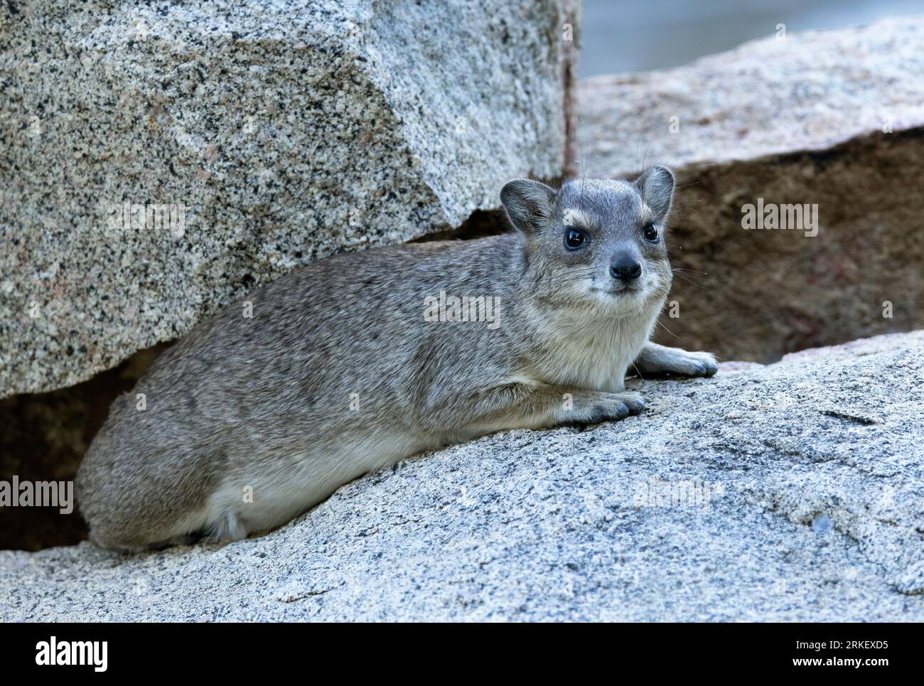 A Bush Hyrax rests in the fissures of granite boulders. They are ...