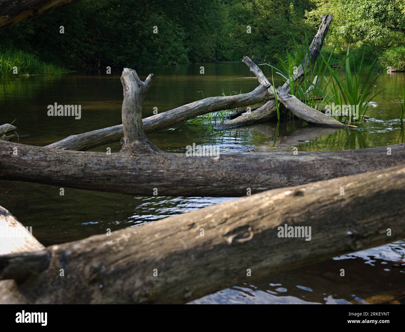 Fallen tree and logs in the swider river 2 Stock Photo - Alamy