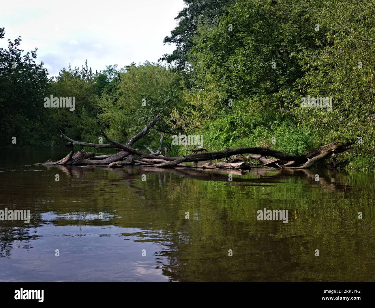 Fallen tree and logs in the swider river 3 Stock Photo - Alamy
