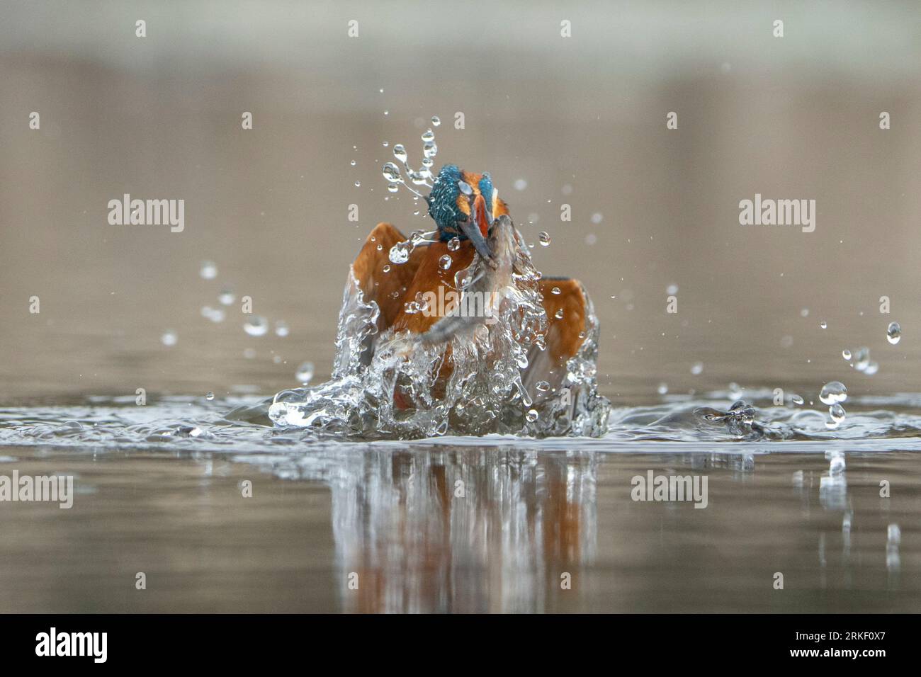 A little dance in the water. Bourne, England: STUNNING images of a ...