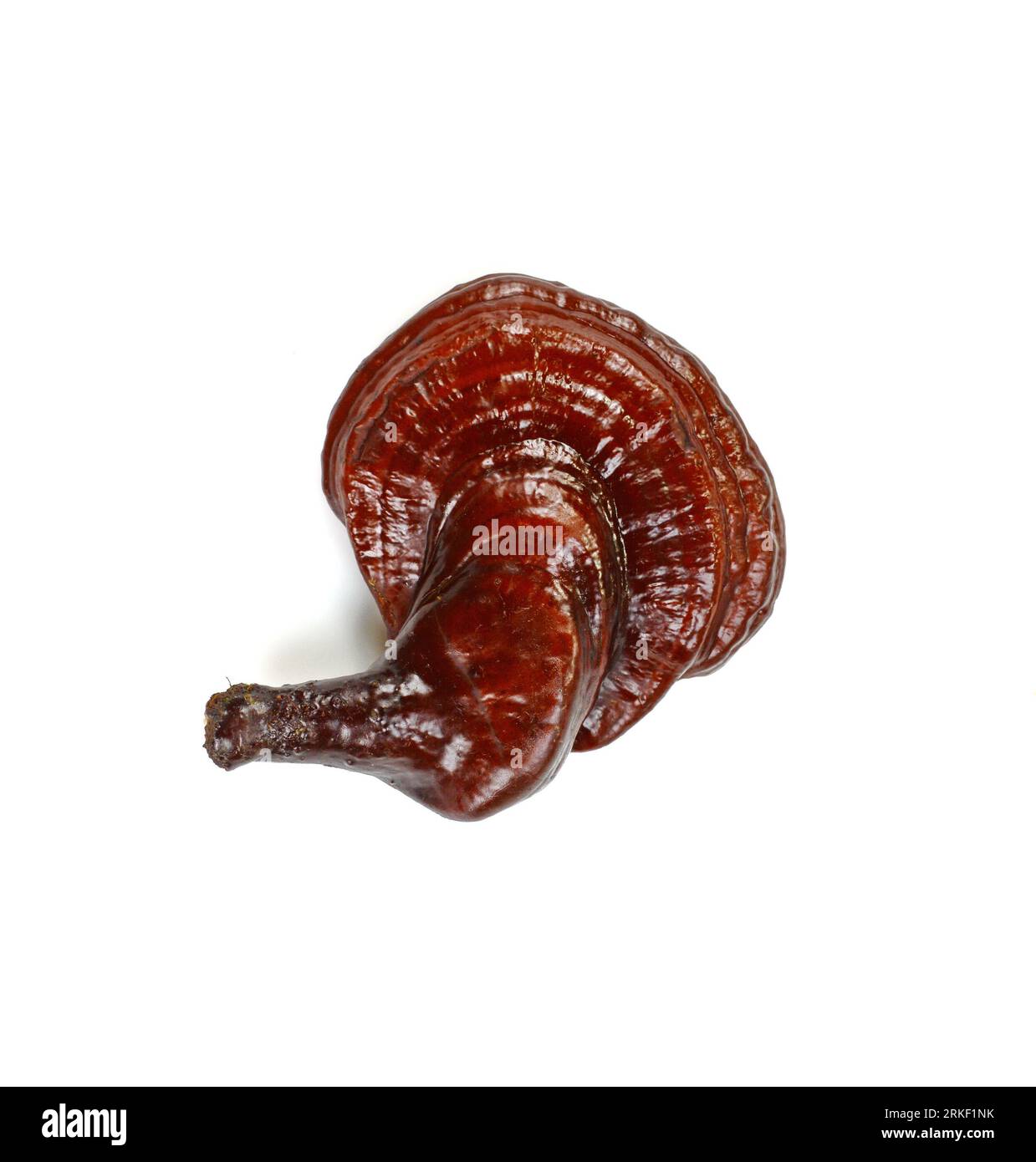 Japan mushroom grow Cut Out Stock Images & Pictures - Alamy