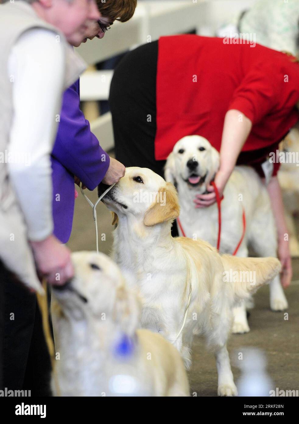 1859 dog show hi-res stock photography and images - Alamy