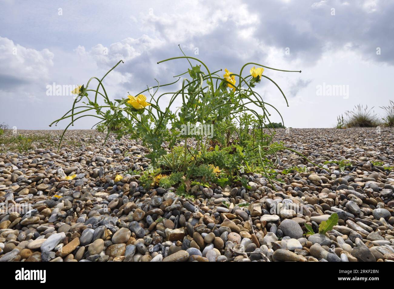 Yellow horned poppy on Thorpeness beach, Suffolk, England, UK Stock ...