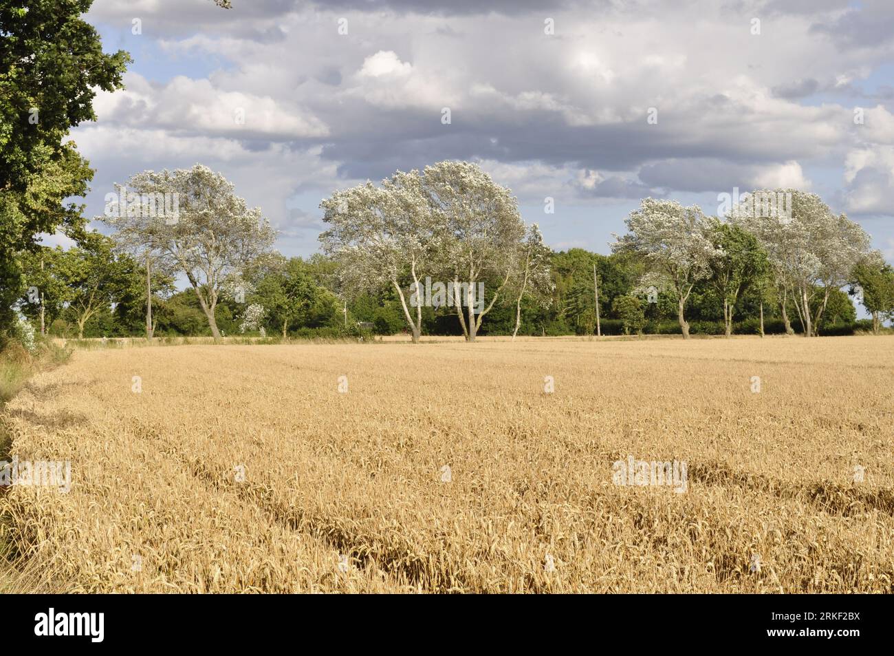 Kettleburgh hi-res stock photography and images - Alamy