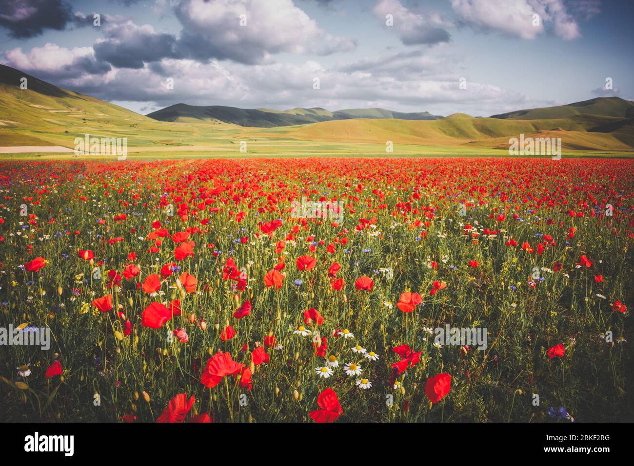 Poppy flowers blooming on summer field in mountain valley Stock Photo ...