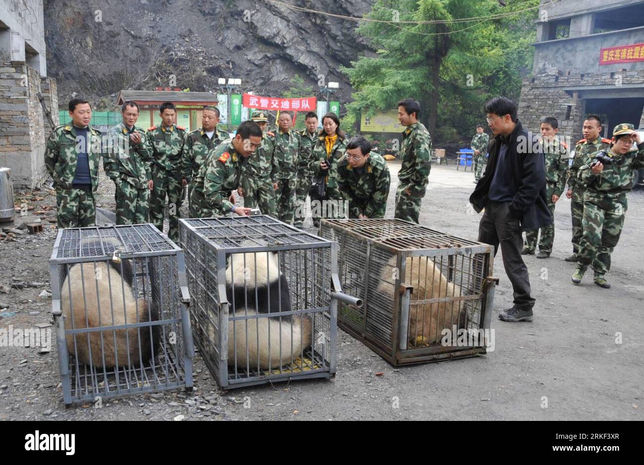 Chengdu research base of giant panda breeding panda valley hi-res stock ...