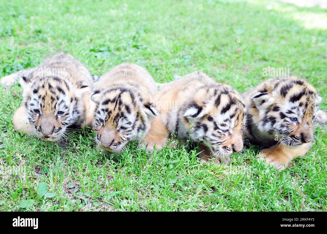 Four tigers hi-res stock photography and images - Alamy