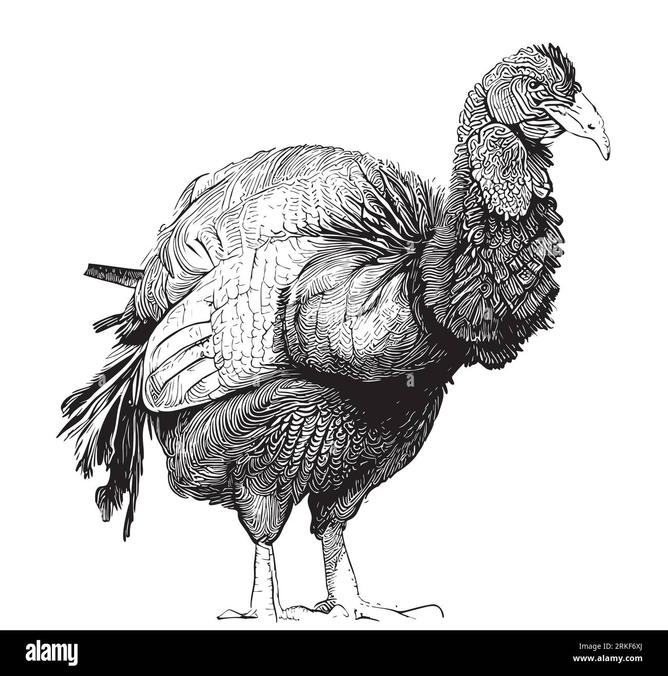 Turkey bird retro hand drawn sketch illustration Thanksgiving day Stock ...