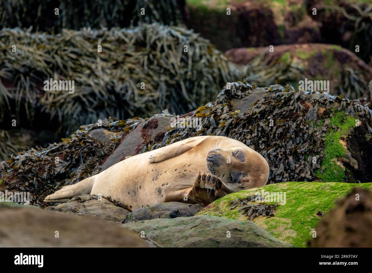 Grey seals ravenscar hi-res stock photography and images - Alamy