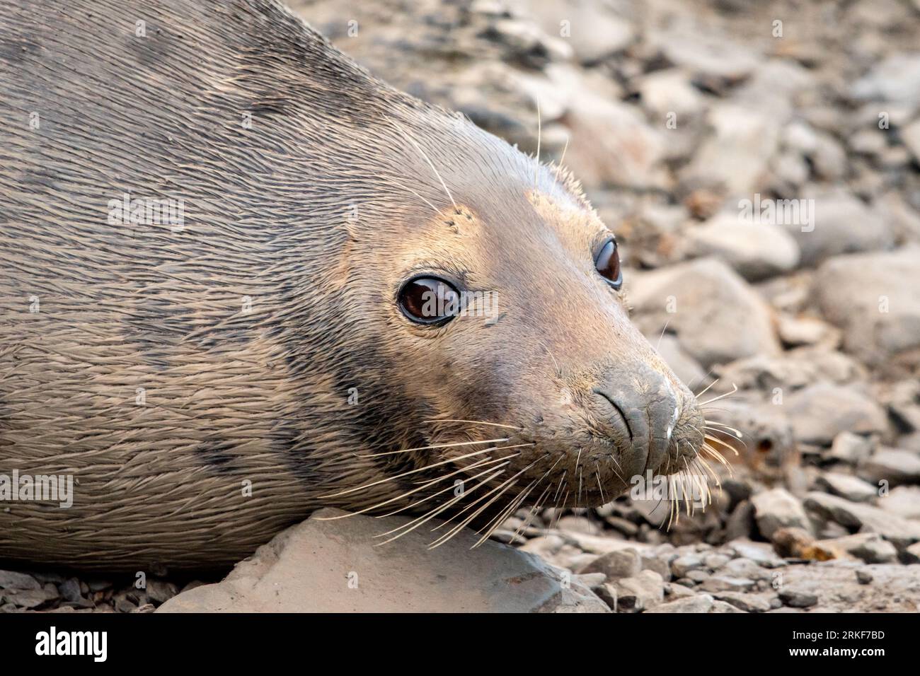 Seals ravenscar hi-res stock photography and images - Alamy