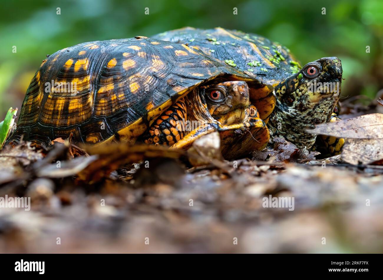 Female box turtle hi-res stock photography and images - Alamy