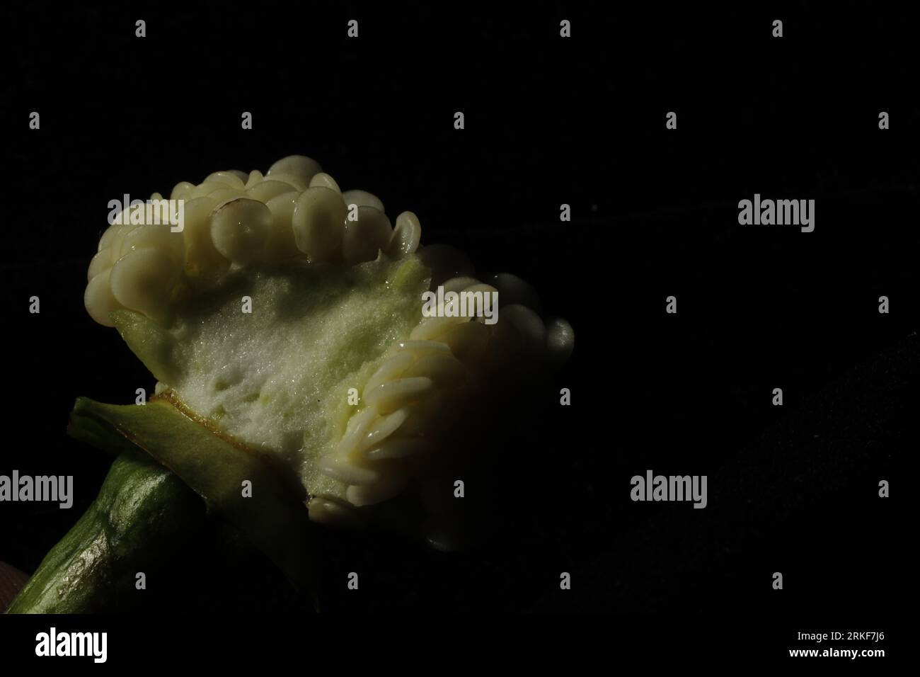 Capsicum Seeds on a Table Stock Photo - Alamy