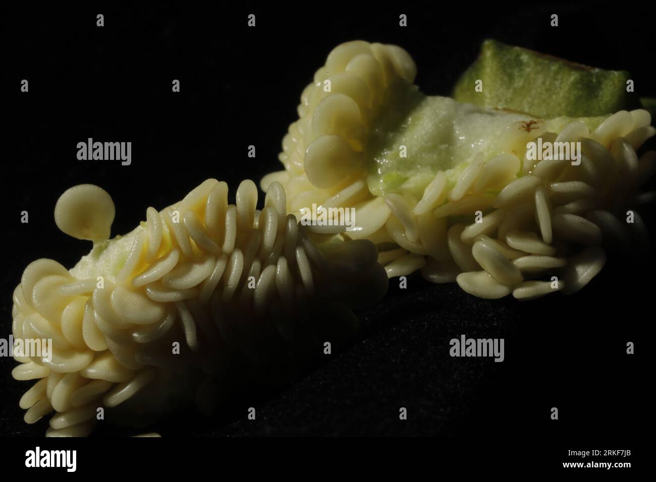 Capsicum Seeds on a Table Stock Photo - Alamy