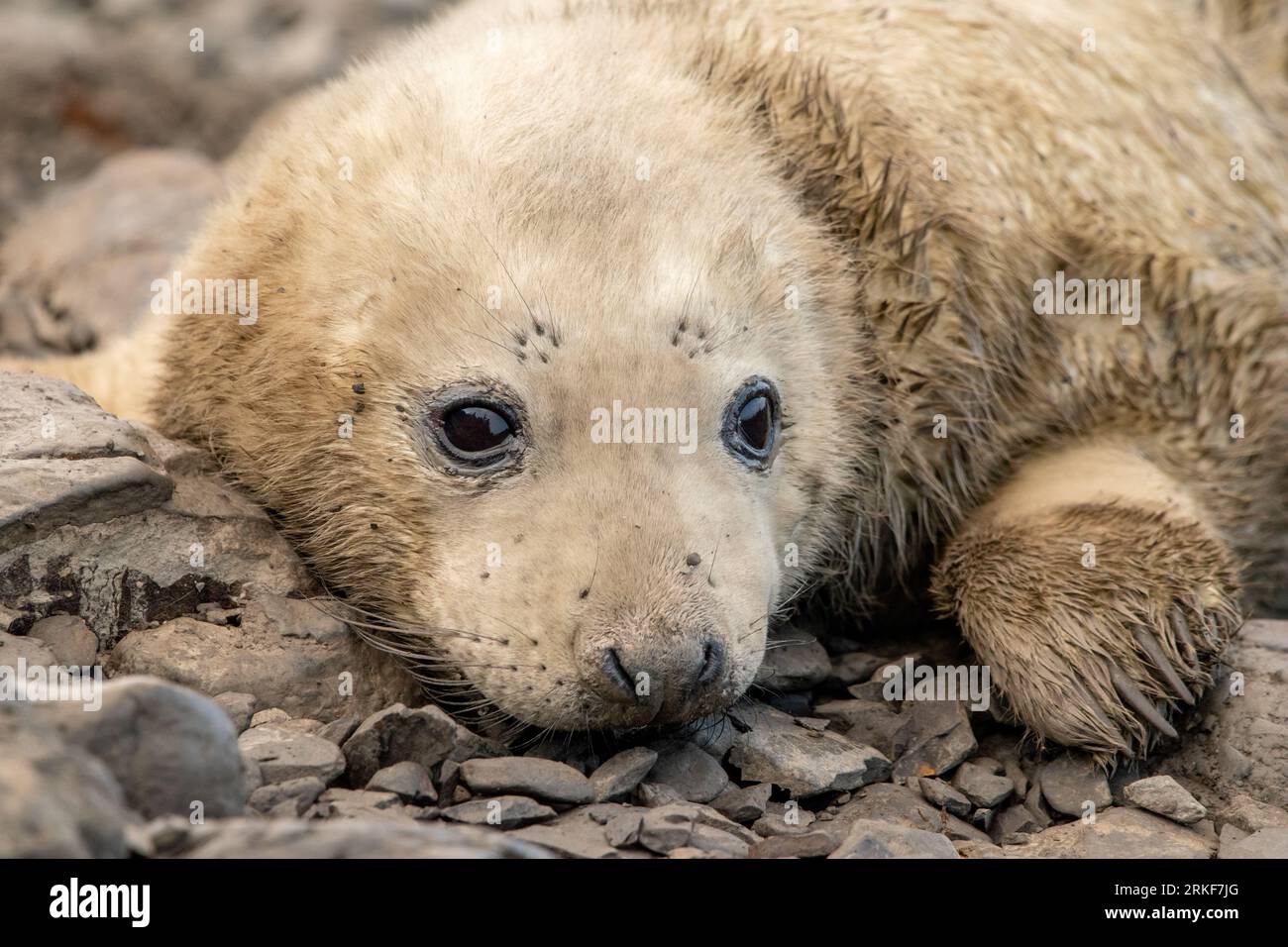 Grey seals ravenscar hi-res stock photography and images - Alamy