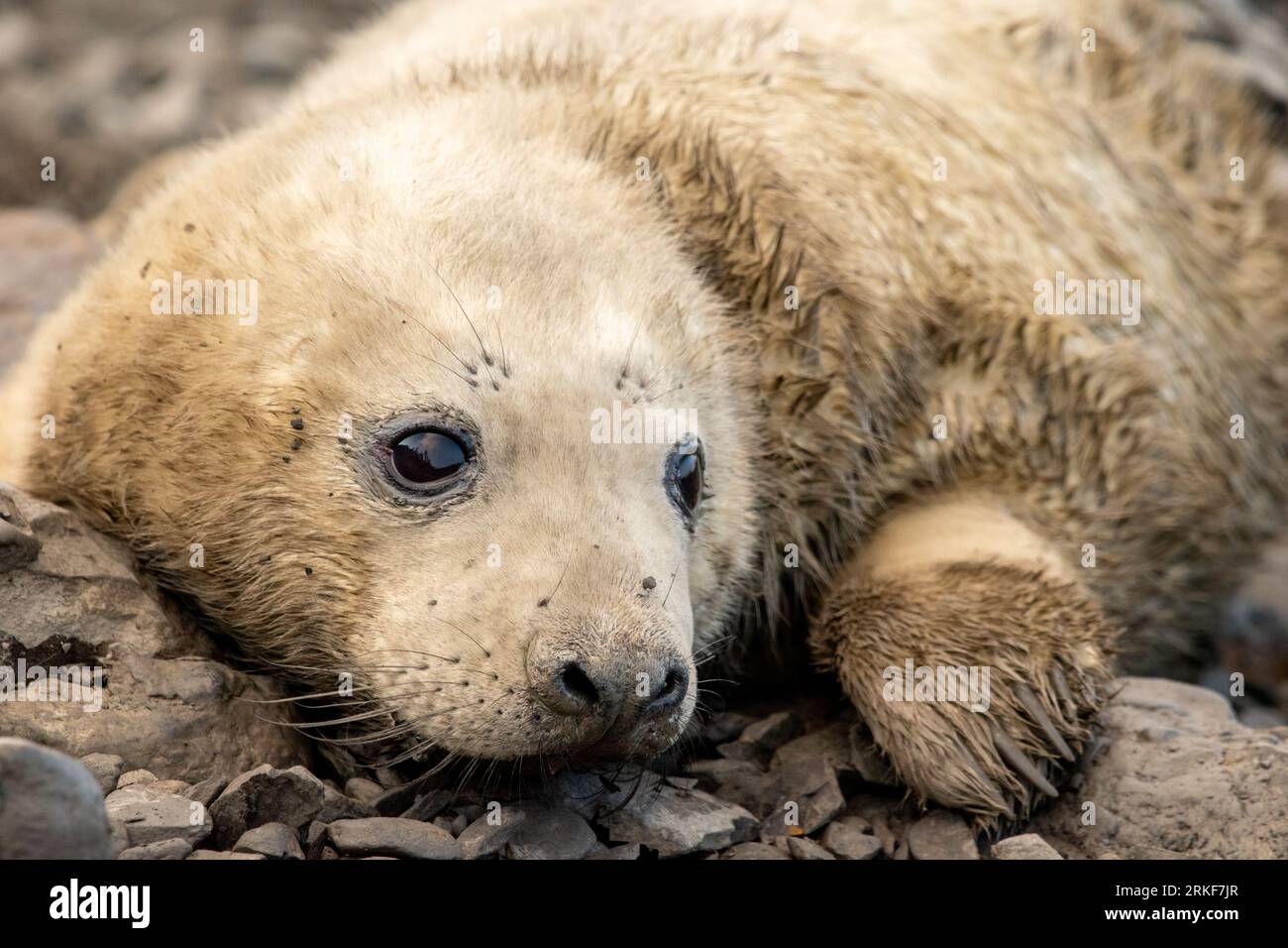 Seal at Ravenscar, North Yorkshire Stock Photo - Alamy